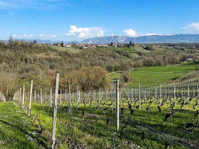 Geneva in Spring: Top Activities & Sights | Geneva Tourism