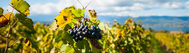 Discovering Geneva's Vineyards | Geneva Tourism