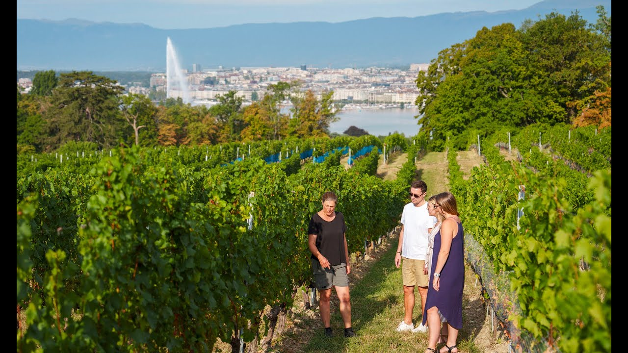 Geneva Vineyards: A Rich Viticulture Heritage | Geneva Tourism