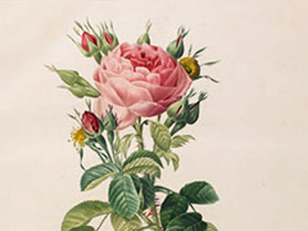 Bodmer Foundation - Library and Museum | Geneva Tourism