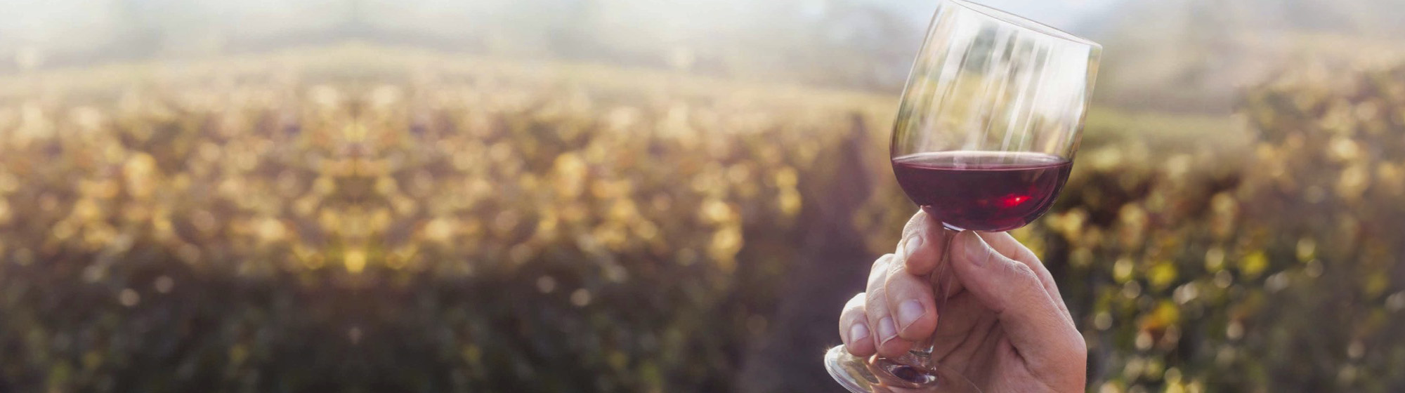 All about wine in the Geneva region | Geneva Tourism